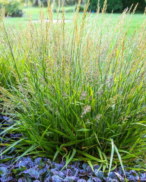 Calamagrostis x ‘Cheju-Do’ (Dwarf Feather Reed Grass) – Perennial Farm Marketplace