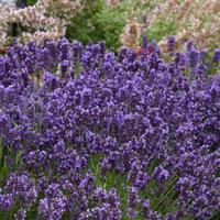 Lavandula angustifolia ‘SuperBlue’ (English Lavender) – Perennial Farm Marketplace