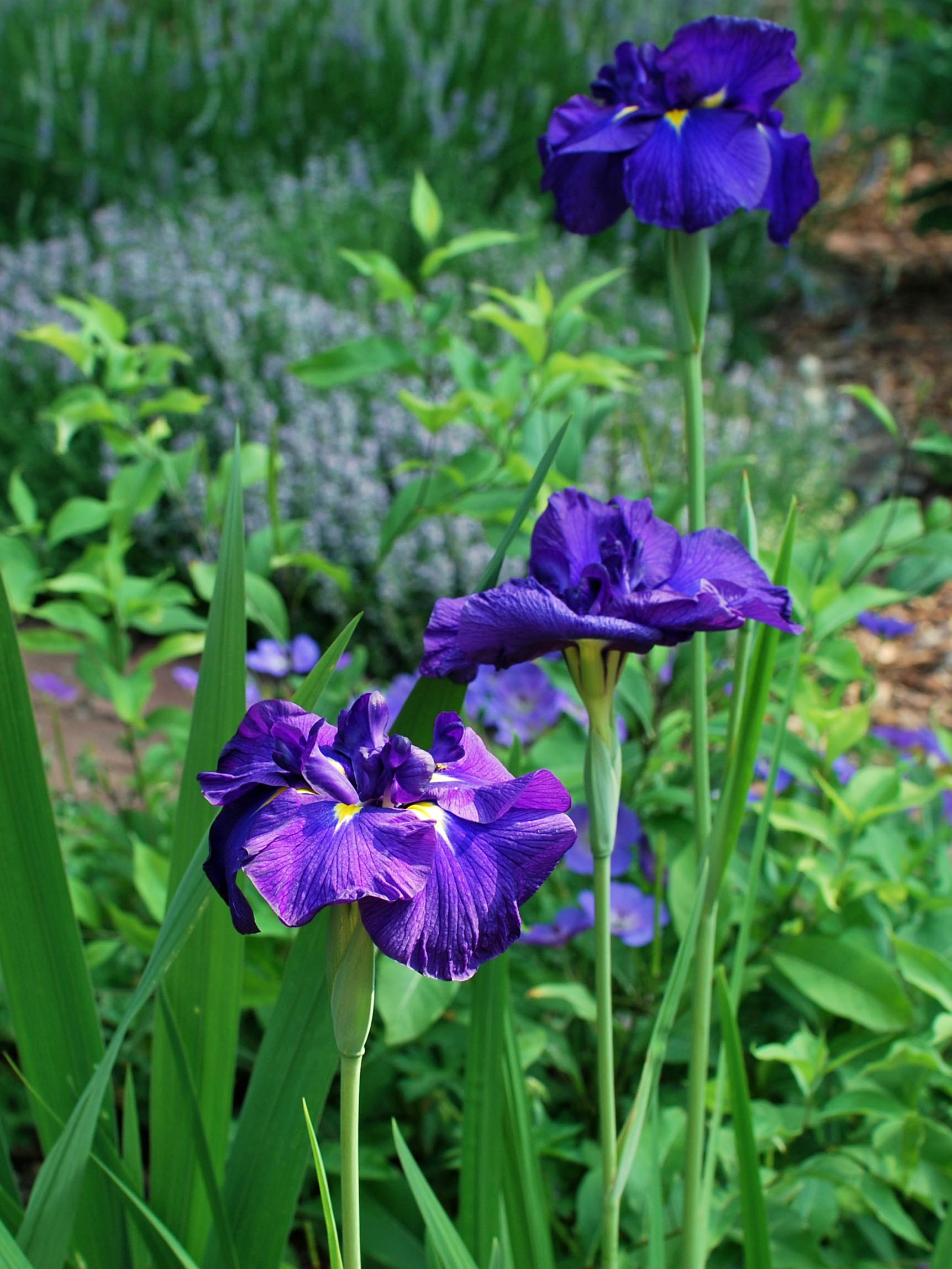 Iris ensata â€˜Katy Mendez' (Japanese Iris) – Perennial Farm Marketplace