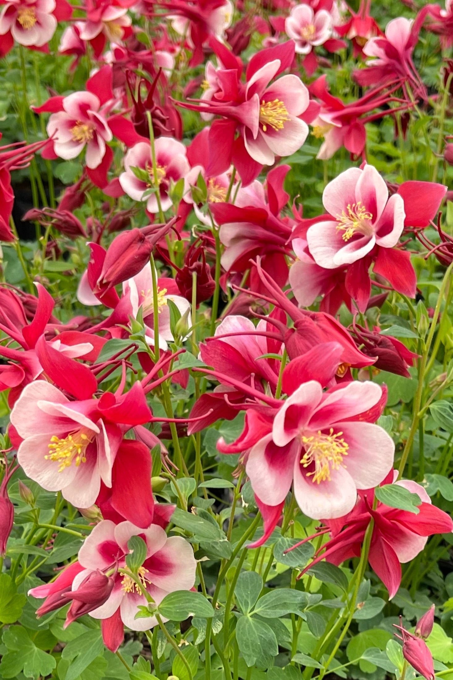 Aquilegia Earlybird™ Red White (Columbine) – Perennial Farm Marketplace