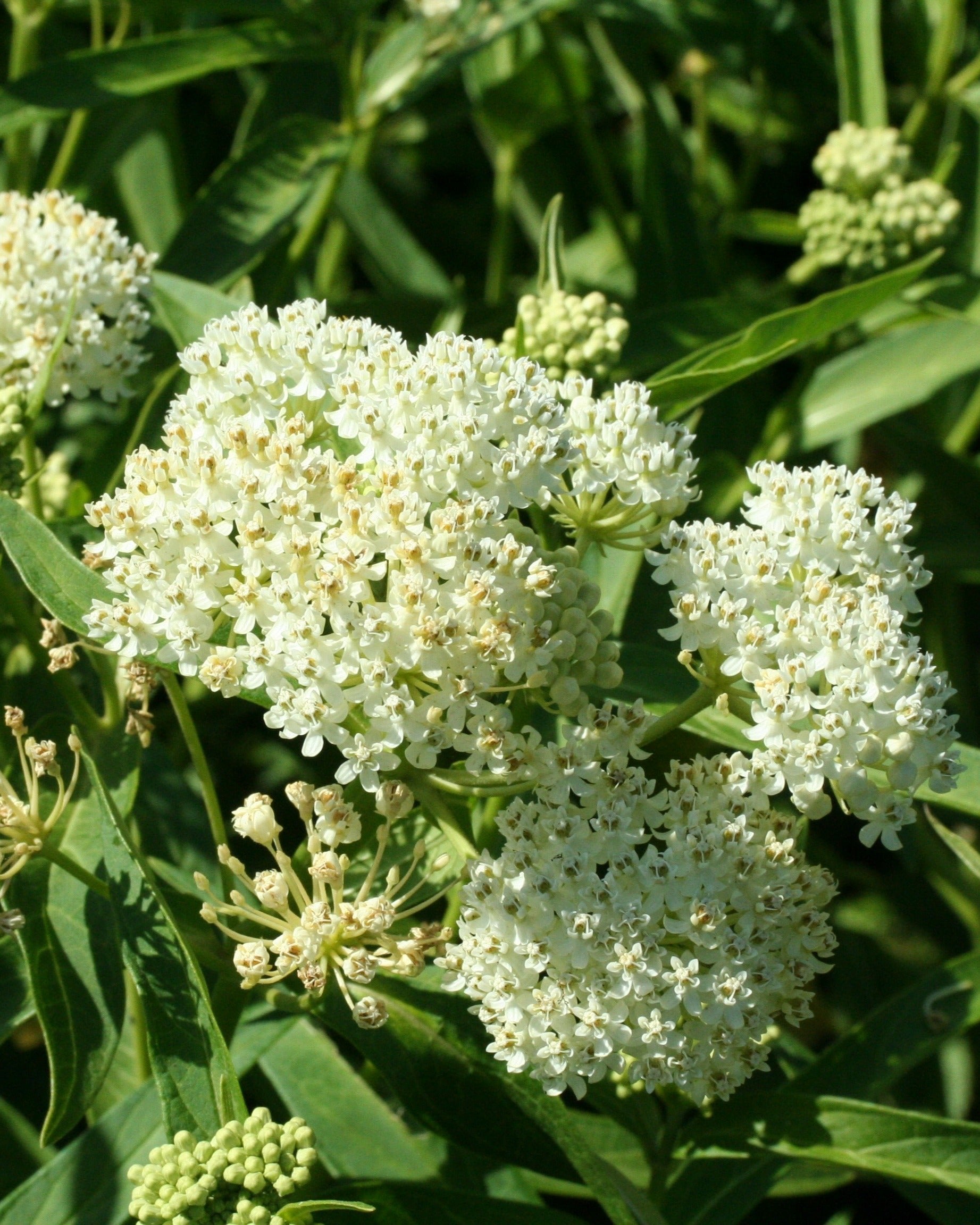 Asclepias incarnata 'Ice Ballet' (Swamp Milkweed) – Perennial Farm ...