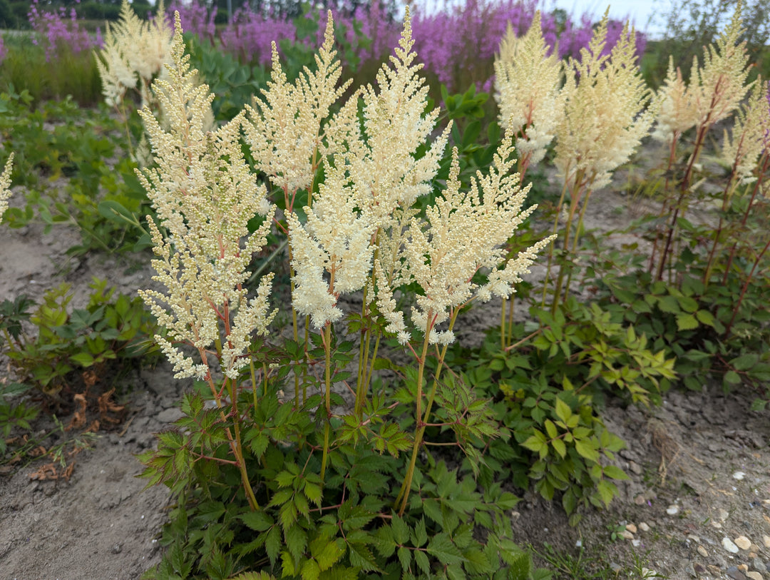 Astilbe c. ‘Vision in White Delight’ (False Spiraea) – Perennial Farm ...