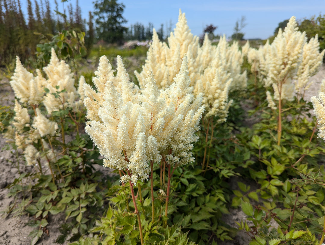 Astilbe c. ‘Vision in White Delight’ (False Spiraea) – Perennial Farm ...