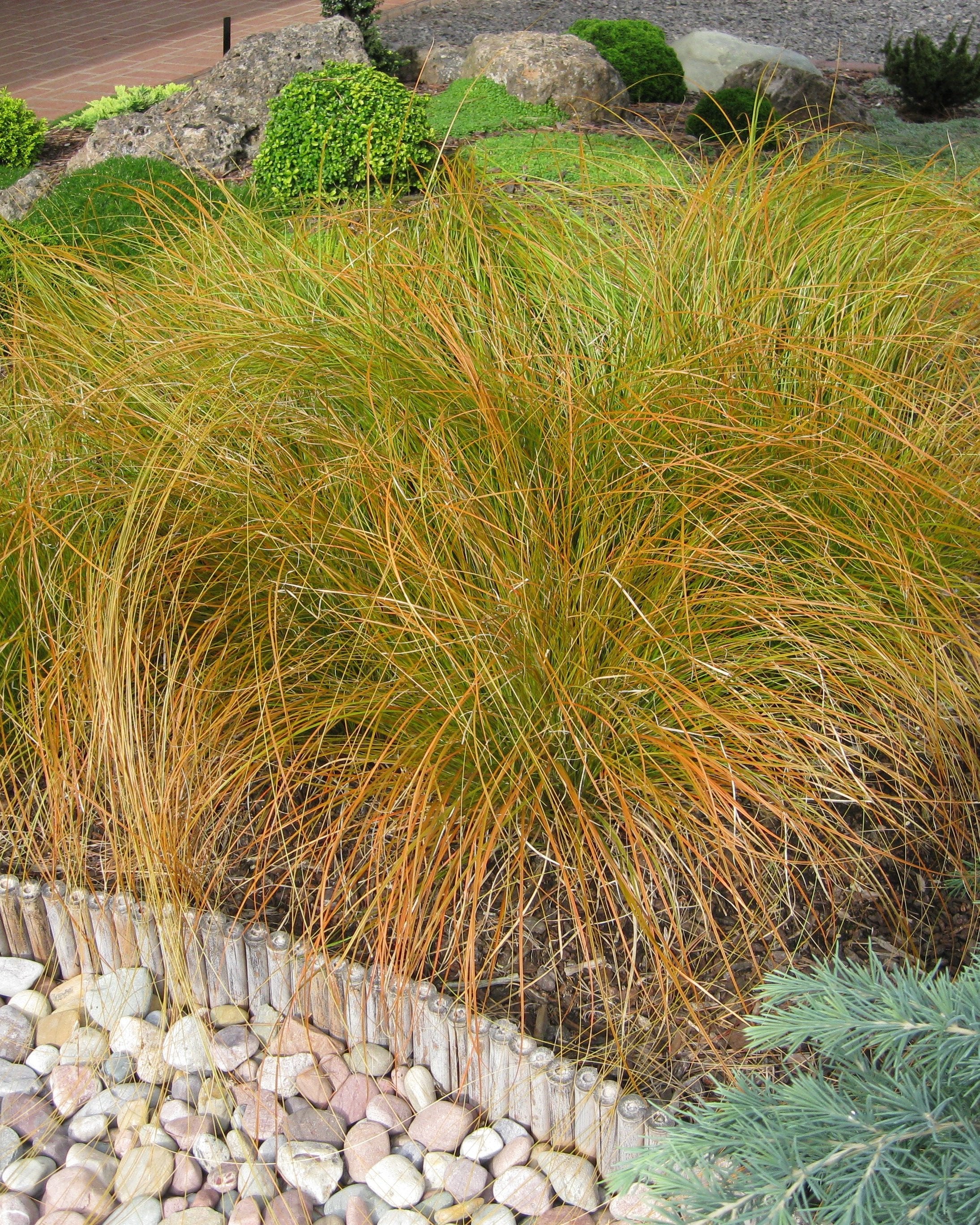 Carex Testacea 'Prairie Fire' (ColorGrass® Series Prairie Fire Sedge ...