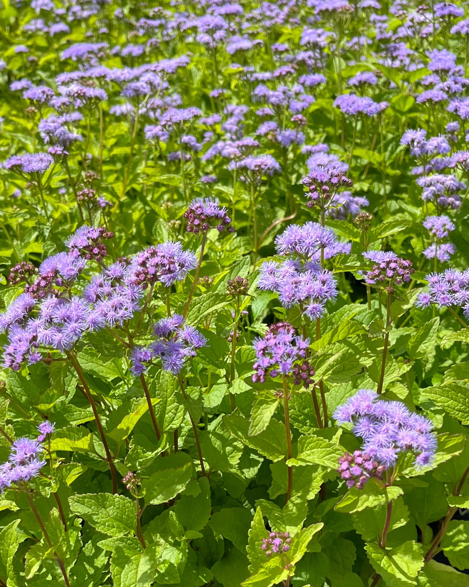 Eupatorium coelestinum (syn. Conoclinium coelestinum) (Hardy Ageratum ...