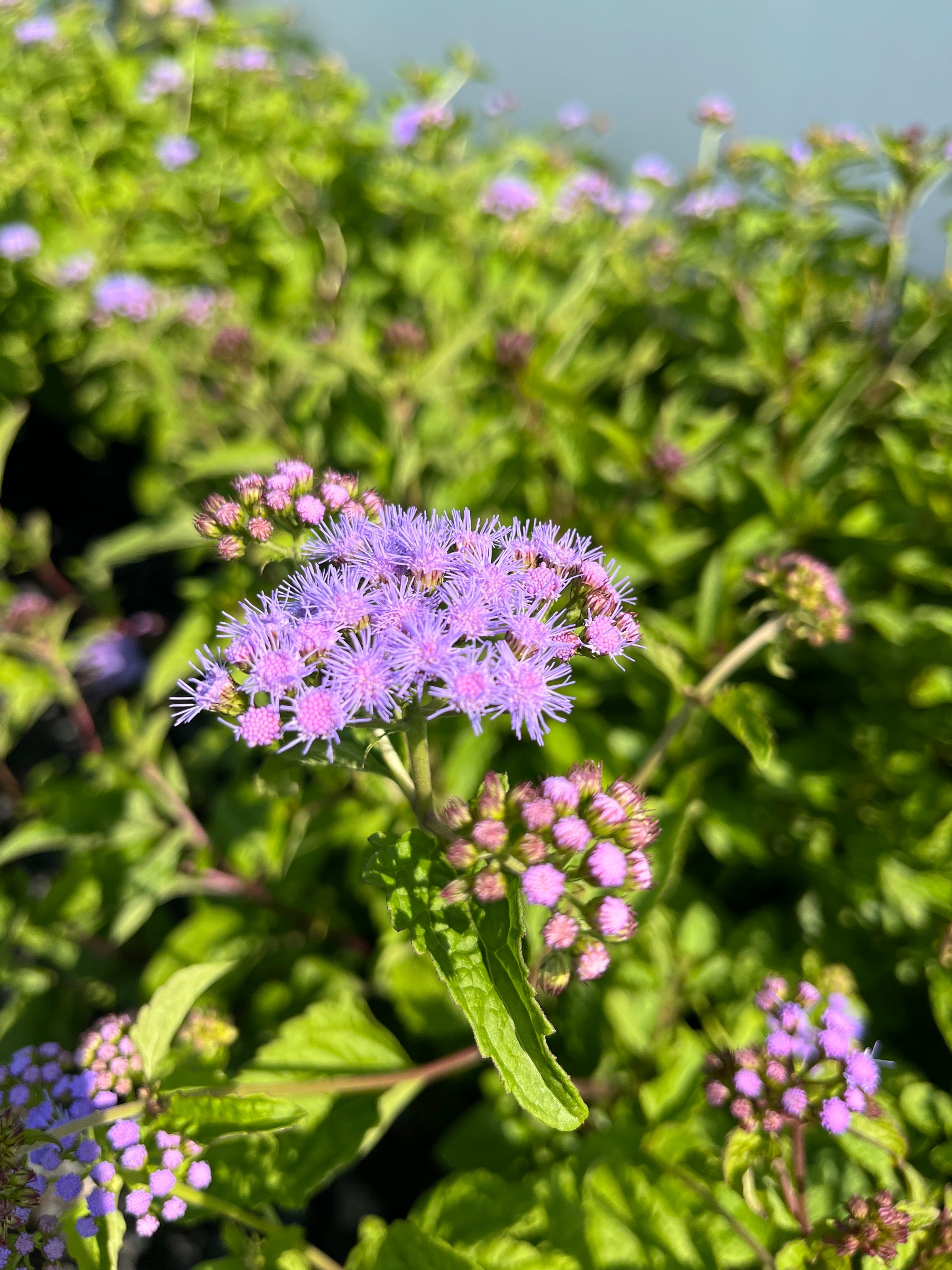 Eupatorium coelestinum (syn. Conoclinium coelestinum) (Hardy Ageratum ...