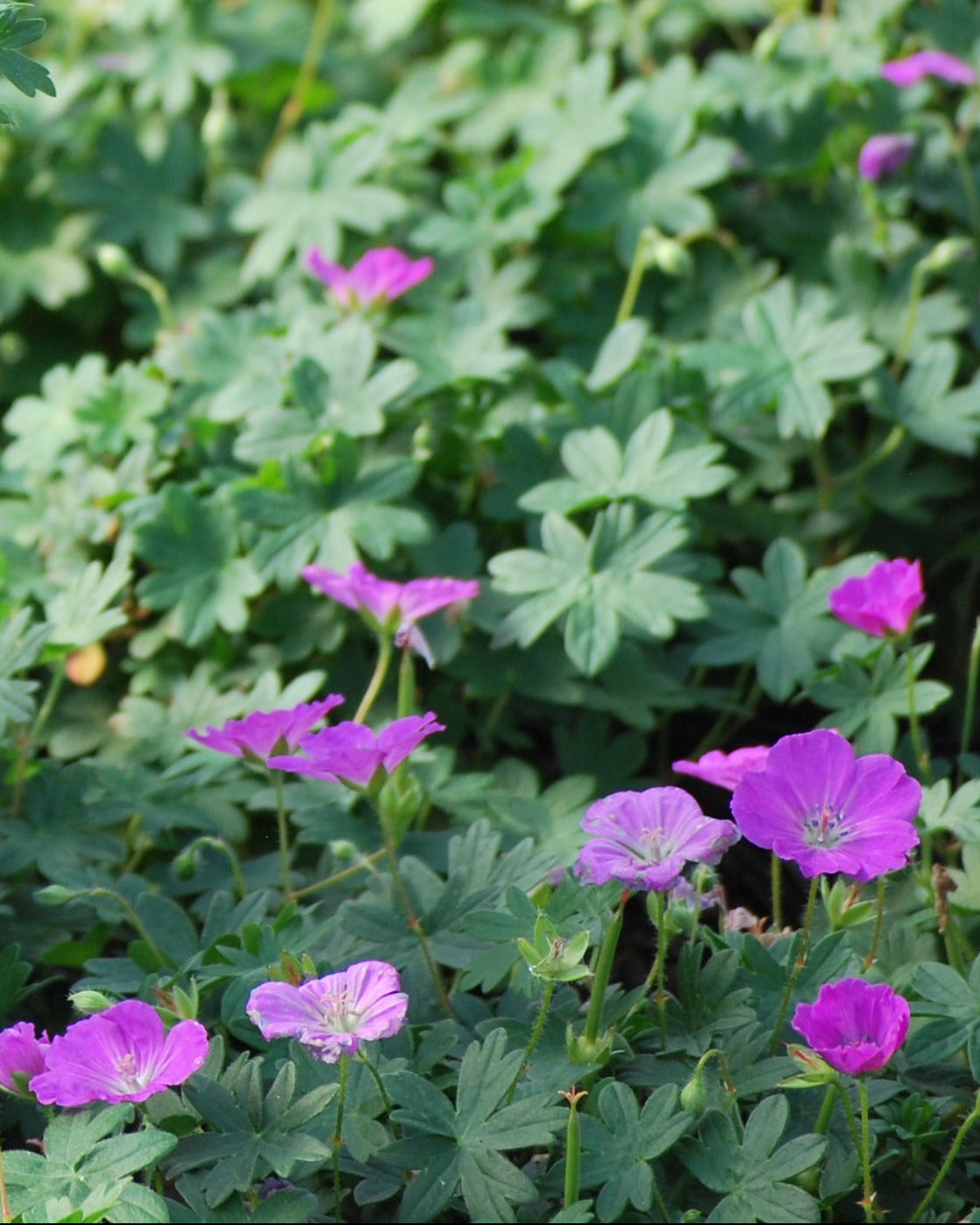 Geranium sanguineum 'Max Frei' (Cranesbill) – Perennial Farm Marketplace