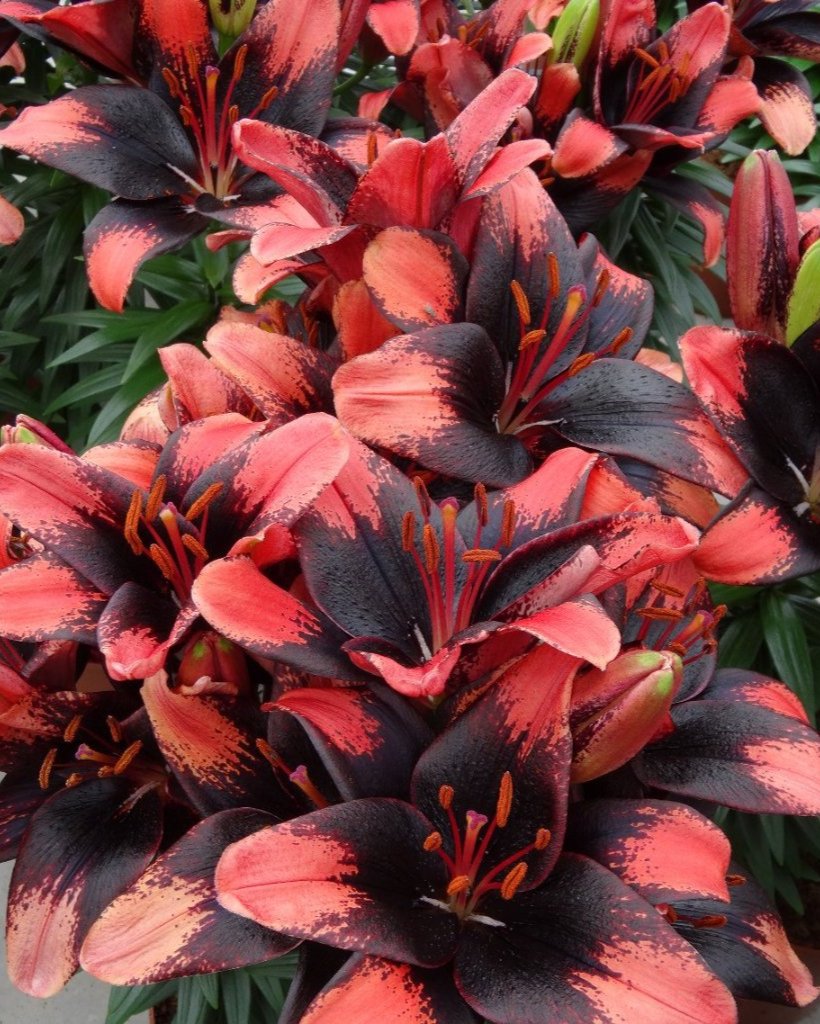 Lilium Lily Looks™ ‘Tiny Shadow’ (Dwarf Asiatic Hardy Lily) – Perennial ...