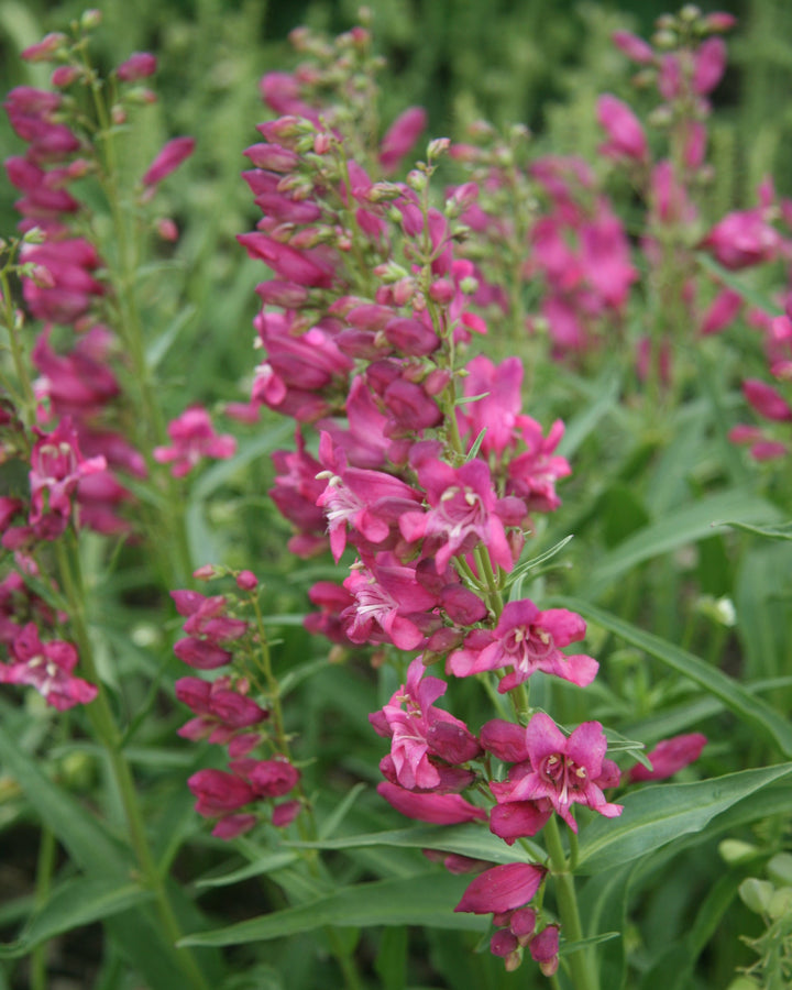 Penstemon b. Rock Candy® Pink Improved (Beardtongue) – Perennial Farm ...