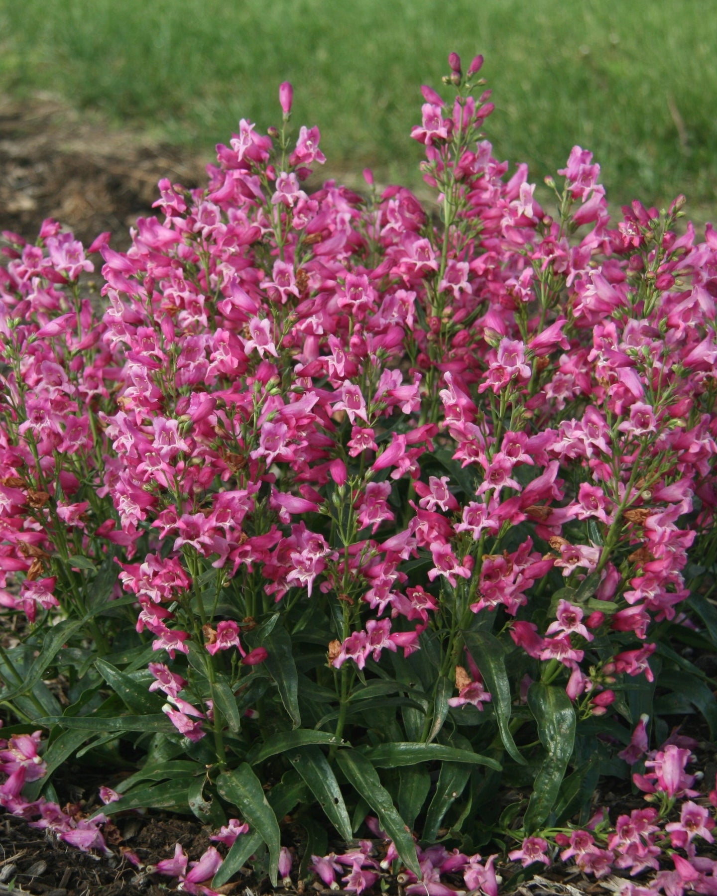 Penstemon b. Rock Candy® Pink Improved (Beardtongue) – Perennial Farm ...