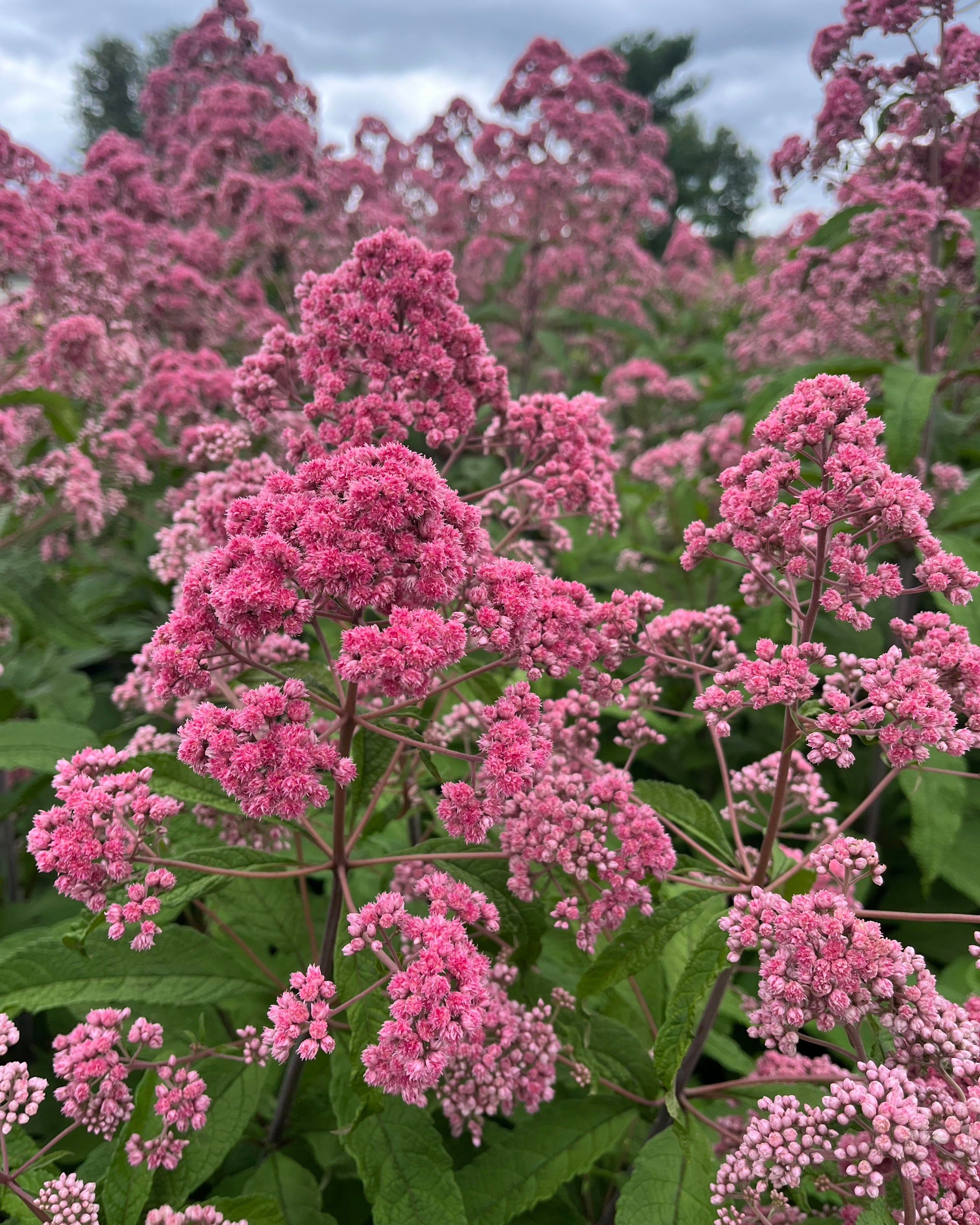 Eupatorium Fistulosum Jojo Joe Pye Weed Perennial Farm Marketplace