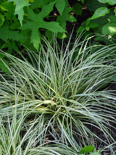 Carex oshimensis Evercolor® Everillo (Variegated Japanese Sedge ...
