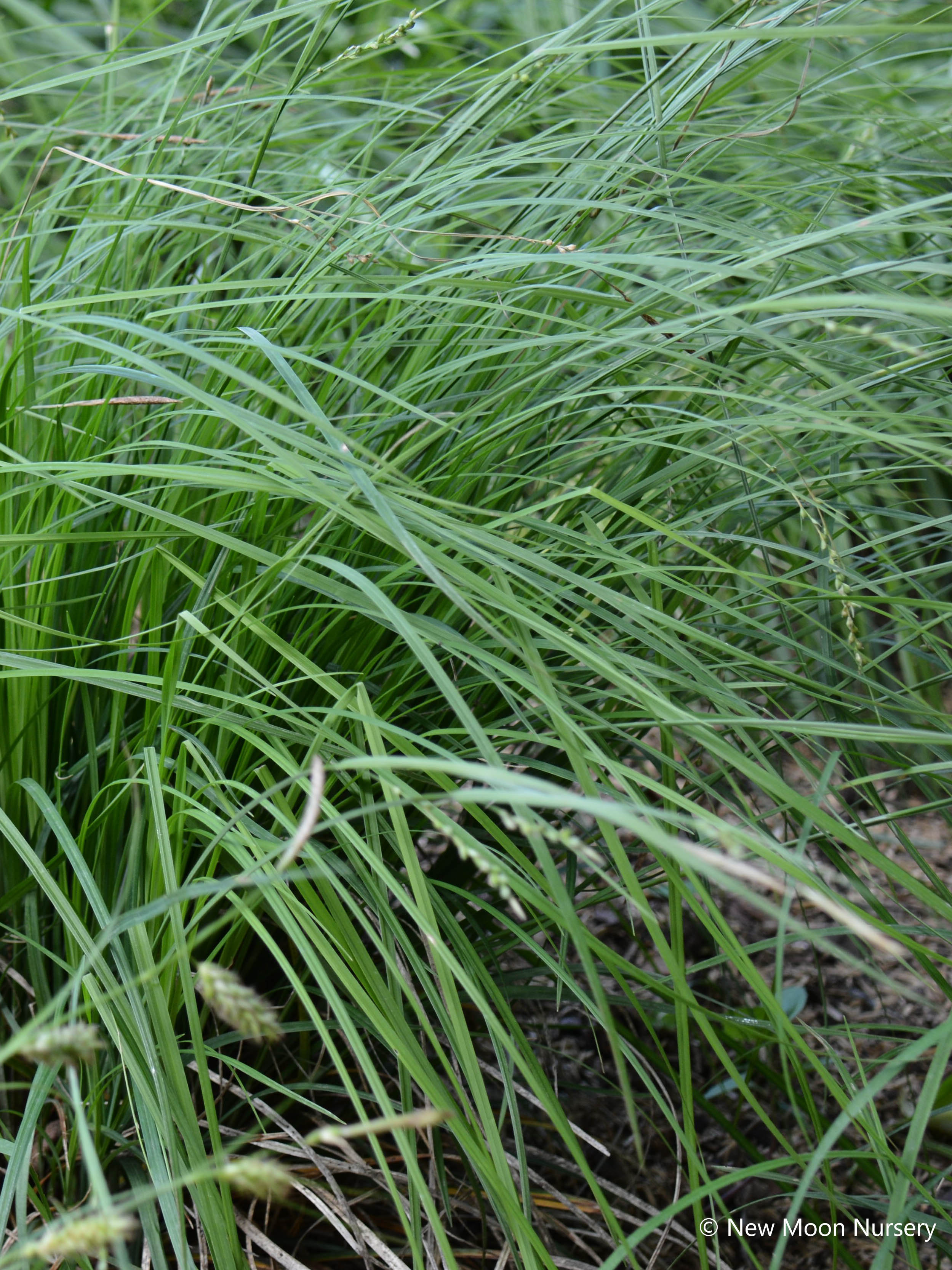 Carex woodii (Wood's Sedge) – Perennial Farm Marketplace
