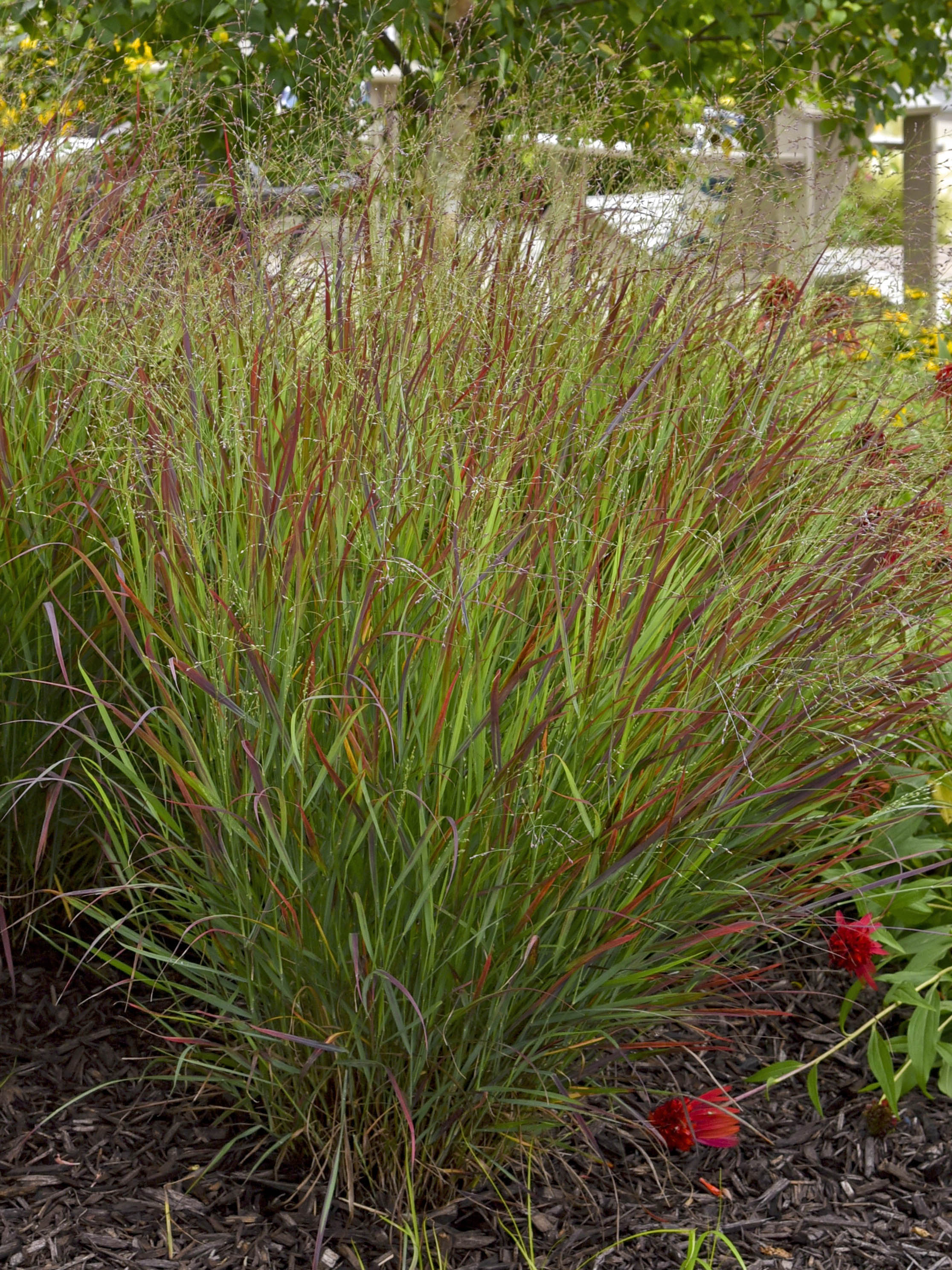 Panicum virgatum ‘Cheyenne Sky’ (Prairie Winds® Collection Red Switch ...