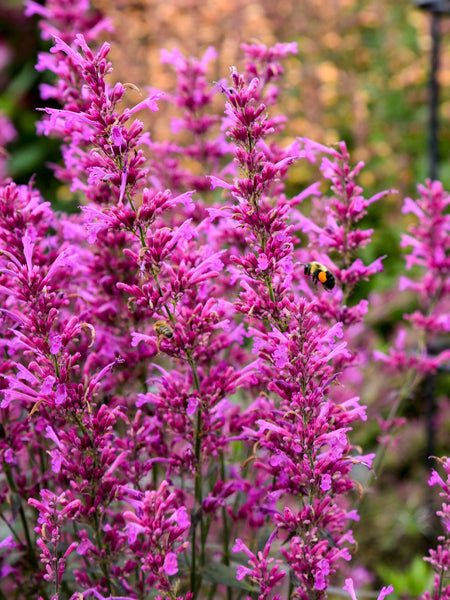 Agastache Meant to Bee™ 'Royal Raspberry' (Hummingbird Mint ...