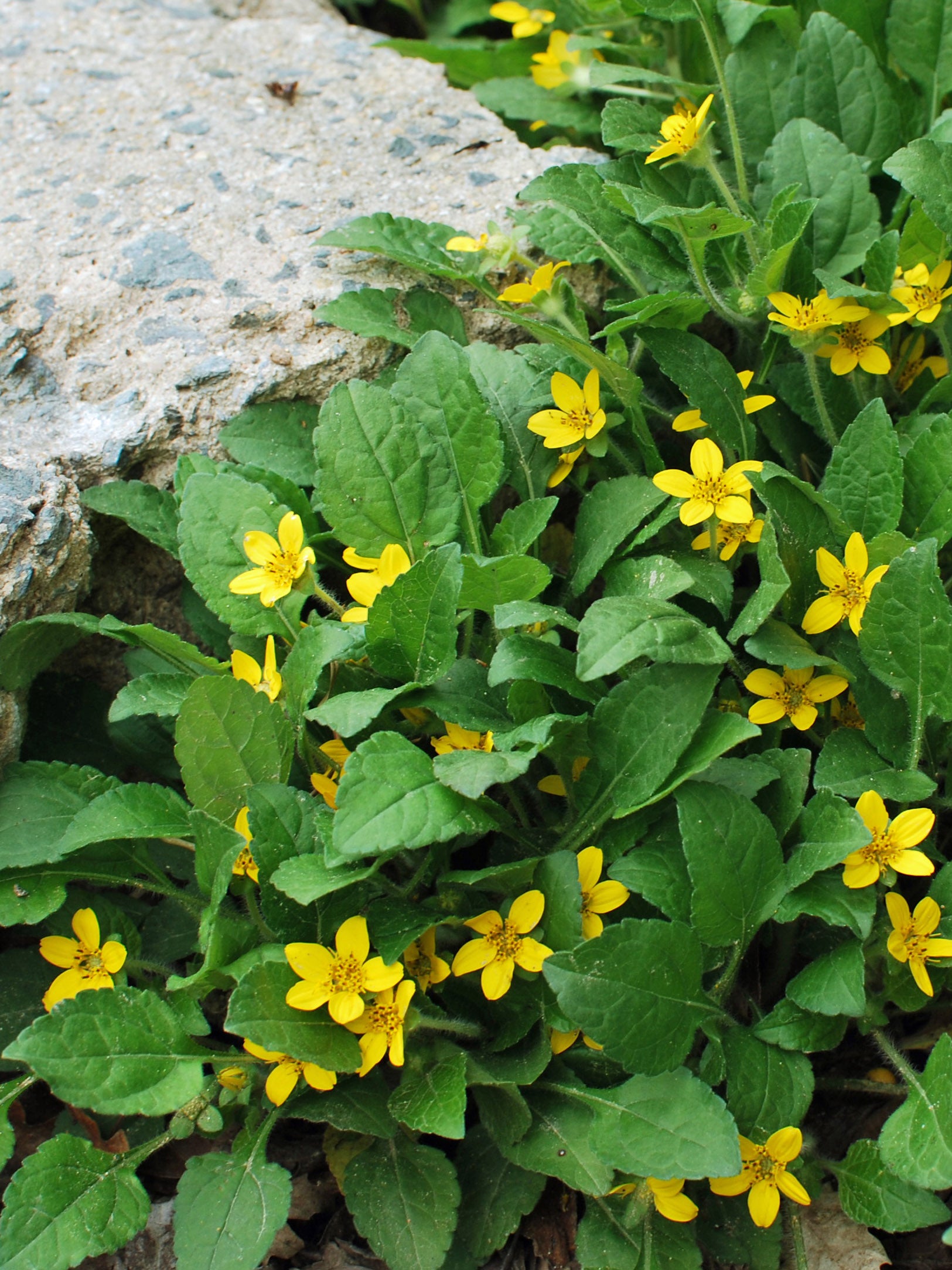 Chrysogonum virginianum var. australe (Green and Gold) – Perennial Farm ...