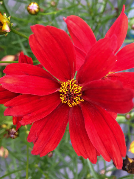 Coreopsis Fall Sensation™ 'Vermillion' (Tickseed) – Perennial Farm ...