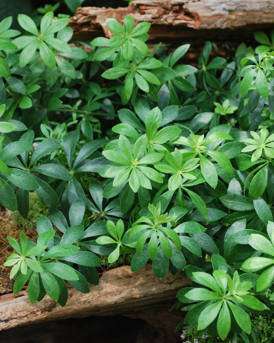Galium odoratum (Sweet Woodruff) – Perennial Farm Marketplace