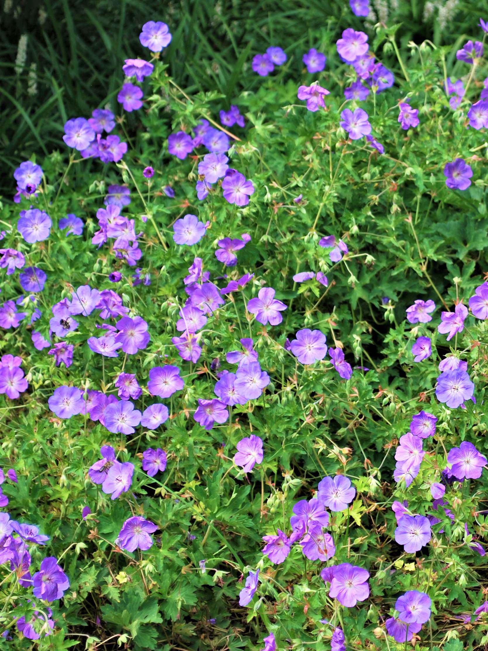 Geranium x 'Rozanne' (Cranesbill) – Perennial Farm Marketplace