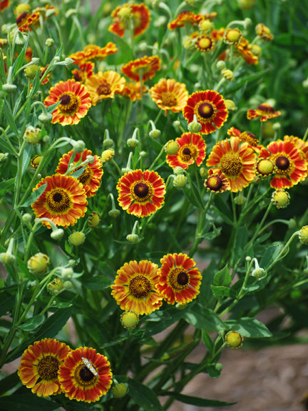 Helenium autumnale Mariachi™ 'Fuego' (Helen's Flower, Sneezeweed ...