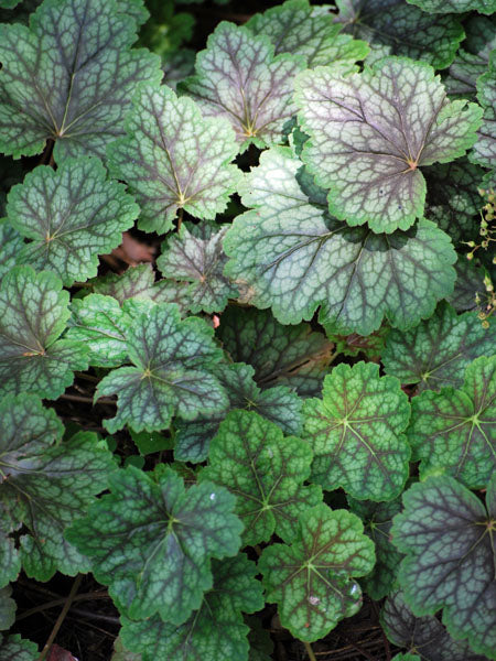 Heuchera americana 'Dale's Strain' (Coral Bells) – Perennial Farm ...