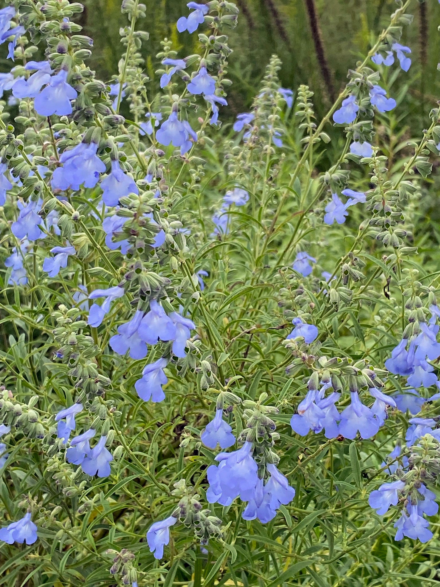Salvia azurea (Blue Sage/Pitcher sage) – Perennial Farm Marketplace