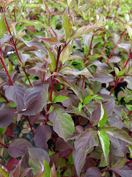 Cornus sericea 'Baileyi' (Red Twig Dogwood) – Perennial Farm Marketplace