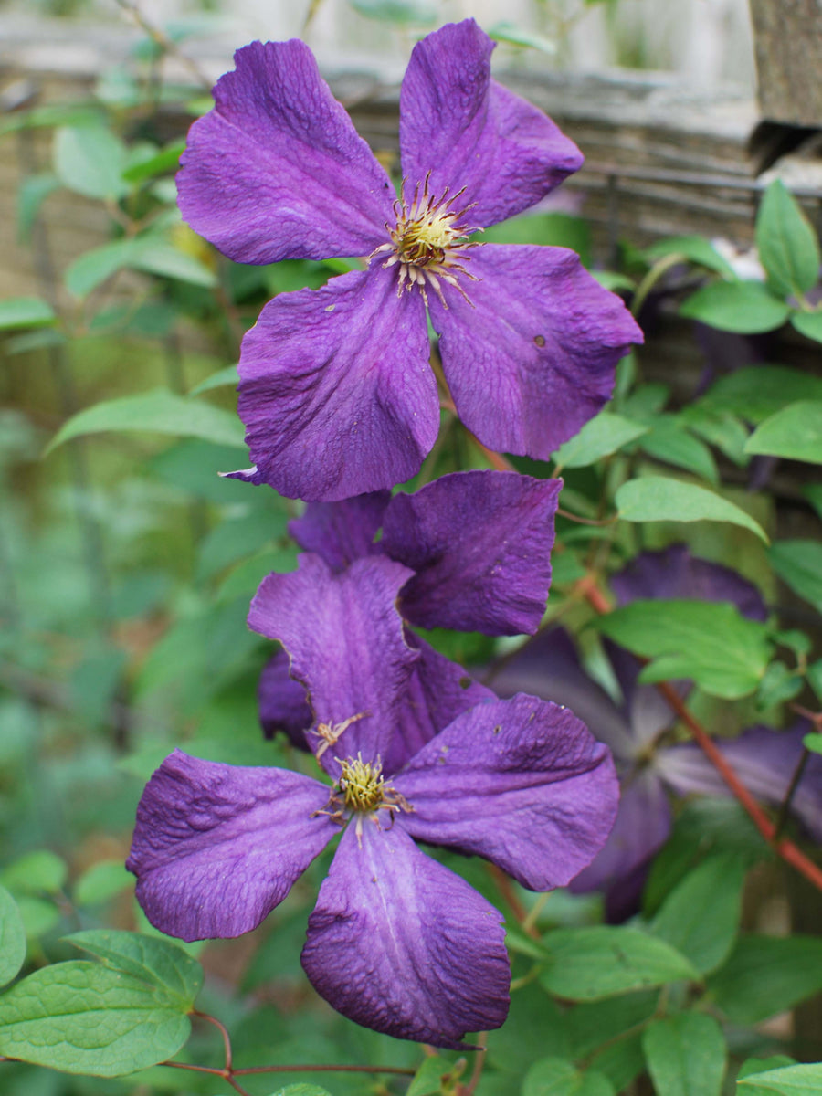 Clematis 'Polish Spirit' (Hybrid Clematis) – Perennial Farm Marketplace
