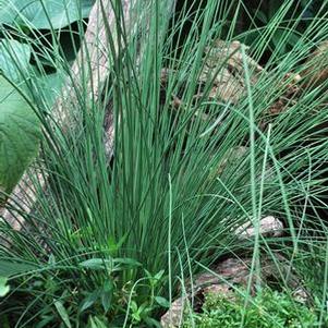 Juncus inflexus 'Blue Arrows' (Blue-Green Rush) – Perennial Farm ...