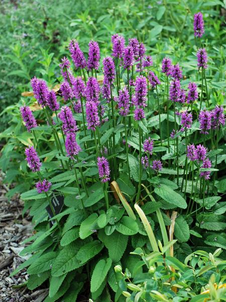 Stachys monieri 'Hummelo' (Alpine Betony) – Perennial Farm Marketplace