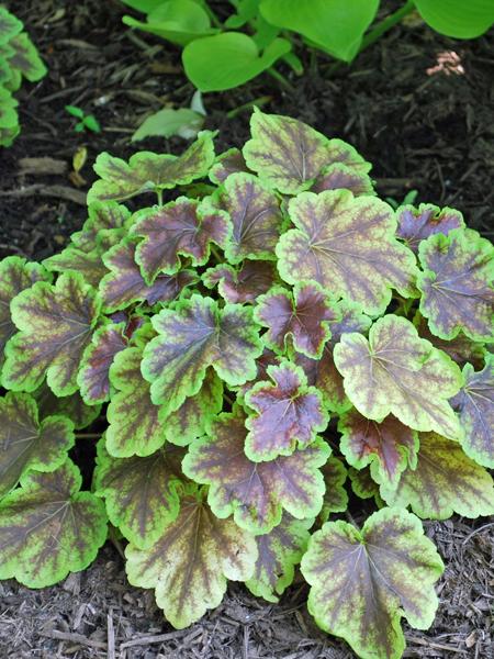 Heucherella 'Solar Eclipse' (Foamy Bells) – Perennial Farm Marketplace