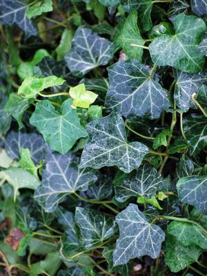 Baltic Ivy (Hedera helix 'Baltica') – Perennial Farm Marketplace