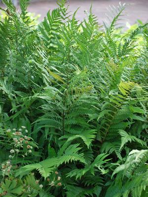 Dixie Wood Fern (Dryopteris x australis) – Perennial Farm Marketplace
