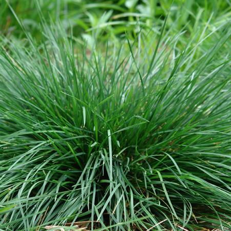 Golden Dew Tufted Hairgrass (Deschampsia cespitosa 'Goldtau ...