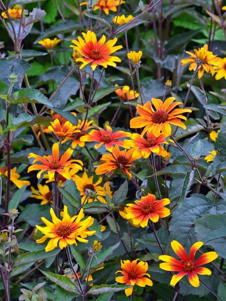Heliopsis helianthoides var. scabra 'Burning Hearts' (False Sunflower ...