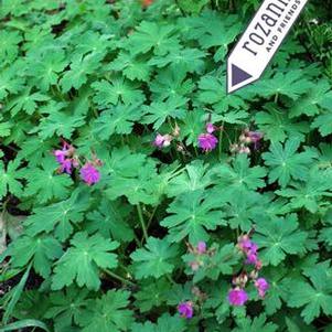 Geranium macrorrhizum 'Bevan's Variety' (Bigroot Geranium) – Perennial ...