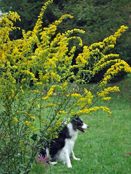Solidago shortii 'Solar Cascade' (Goldenrod) – Perennial Farm Marketplace