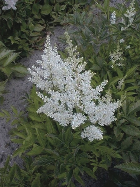 Astilbe arendsii 'Snowdrift' (False Spirea) – Perennial Farm Marketplace