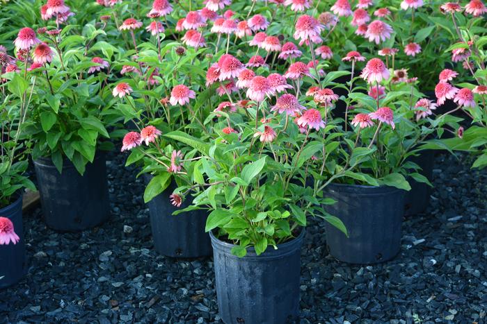 Echinacea x purpurea 'Raspberry Truffle' (Coneflower) – Perennial Farm ...