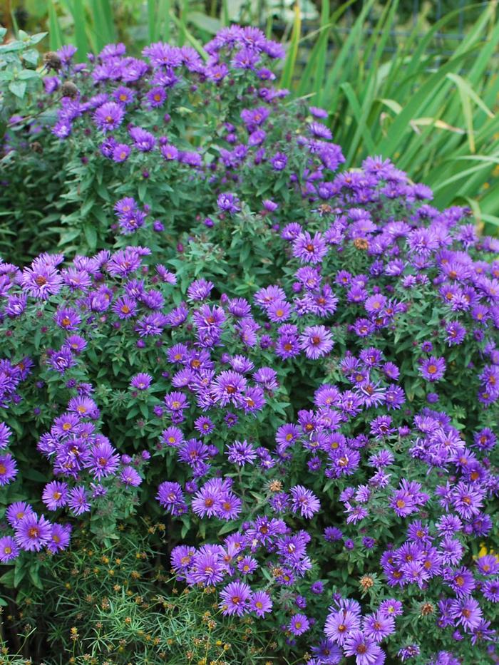 Aster novae-angliae 'Purple Dome' (New England Aster) – Perennial Farm ...