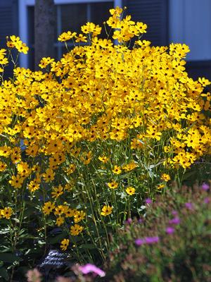 Swamp Tickseed (Coreopsis palustris 'Summer Sunshine') – Perennial Farm ...