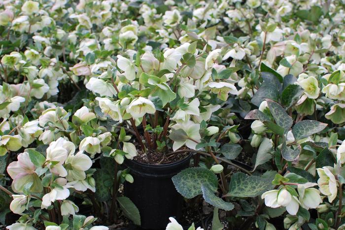 Helleborus x Frostkiss® Moondance™ (Lenten Rose) – Perennial Farm ...