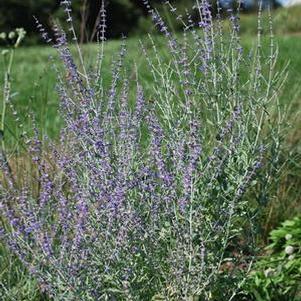 Dwarf Russian Sage (Perovskia atriplicifolia 'Little Spire ...
