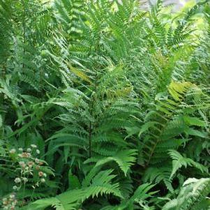 Dixie Wood Fern (Dryopteris x australis) – Perennial Farm Marketplace
