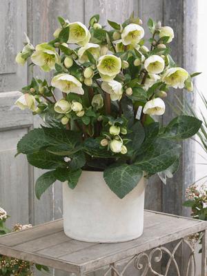 Helleborus x Frostkiss® Moondance™ (Lenten Rose) – Perennial Farm ...