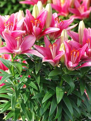Lilium Lily Looks™'Tiny Pearl' (Dwarf Asiatic Hardy Lily) – Perennial ...