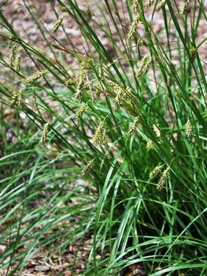 Cherokee Sedge (Carex cherokeensis) – Perennial Farm Marketplace