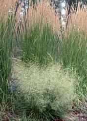 Golden Dew Tufted Hairgrass (Deschampsia cespitosa 'Goldtau ...