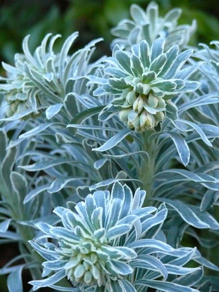 Euphorbia Characias Glacier Blue