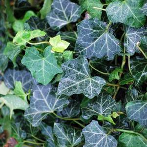 Baltic Ivy (Hedera helix 'Baltica') – Perennial Farm Marketplace